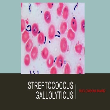 STREPTOCOCCUS GALLOLYTICUS.pptx