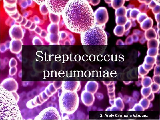Streptococcus pneumoniae | PPTX | Infectious Diseases | Diseases and ...