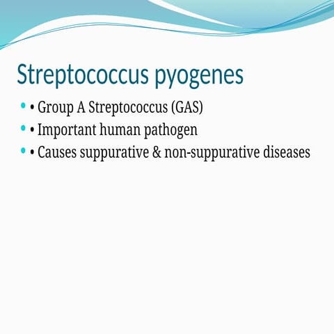 Streptococcus_pyogenes_15_Slides_Detailed.pptx