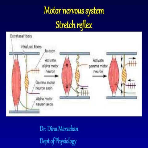 motor nervous system : Stretch reflex | PPTX