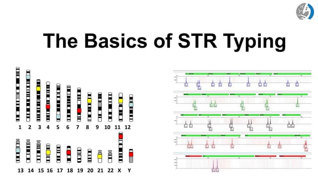 Interpretation of dna typing results and codis | PPTX