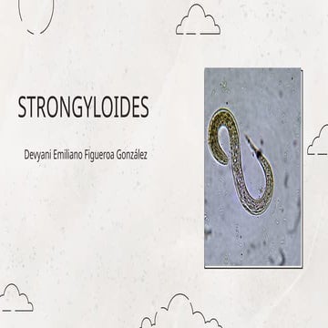 strongy 2 parasitologia medica de pregrado.pptx