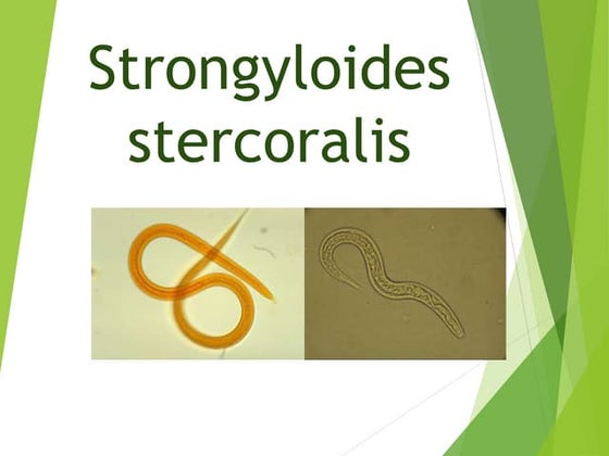 Ciclo De Vida Do Strongyloides Stercoralis Infección Pulmonar Por