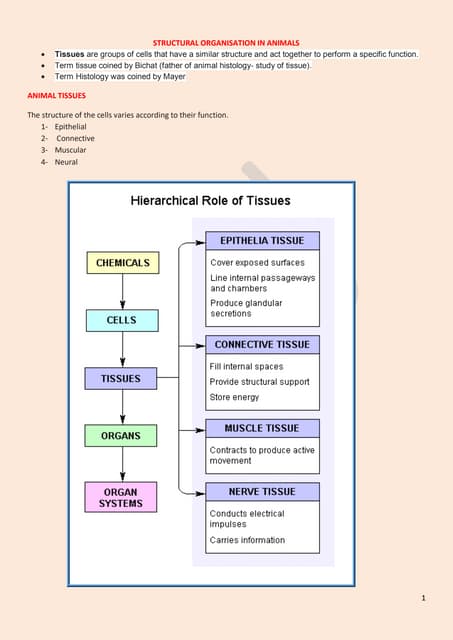 EVOLUTION Class XII Biology based on NCERT text book .pptx | Genetics ...