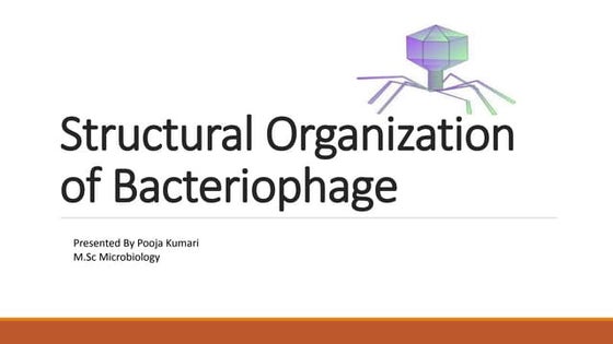 Bacteriophage- types, structure and morphology of t4 phage ...