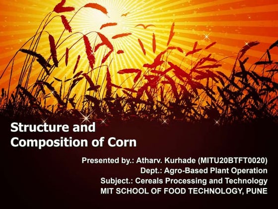 Maize | PPT
