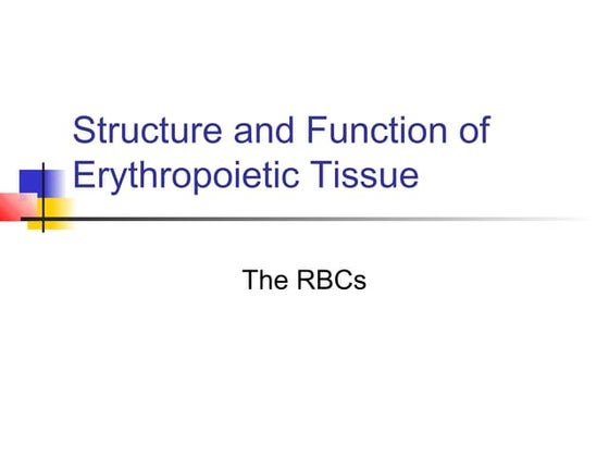 Red blood cell formation and fate of RBC | PDF