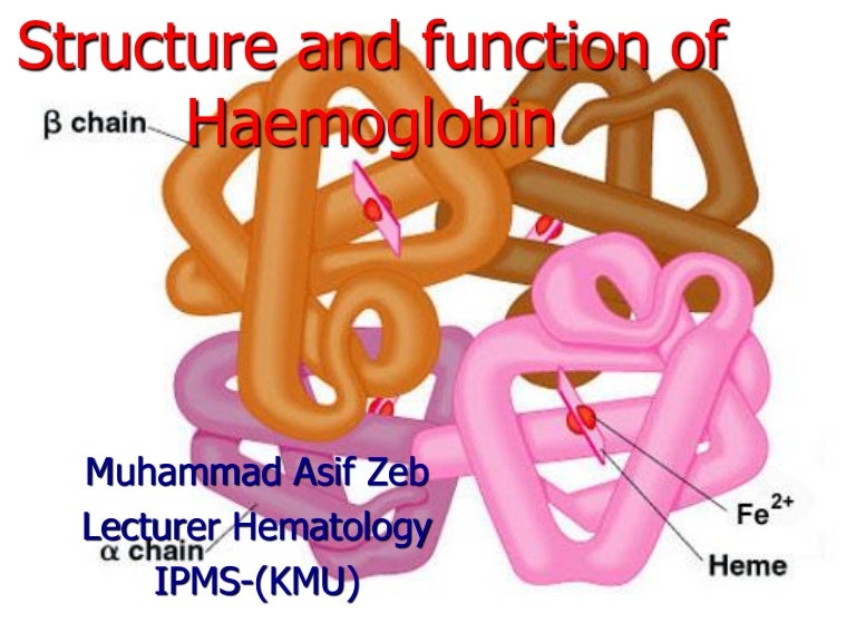 Structure And Function Of Hemoglobin