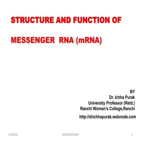 Structure And Function Of Messenger Rna Mrna Pptx Programming Languages Computing