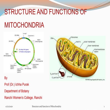 Structure And Functions Of Mitochondria Ppt
