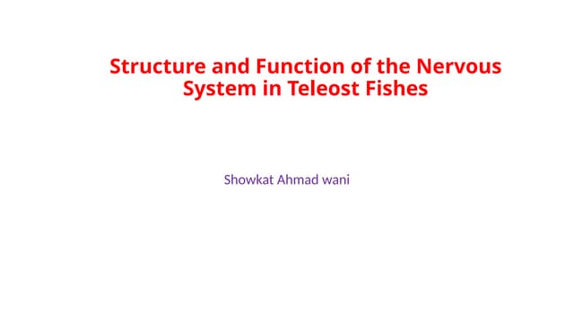 Nervous system of fish; a detailed study | PPTX | Eye and Vision ...