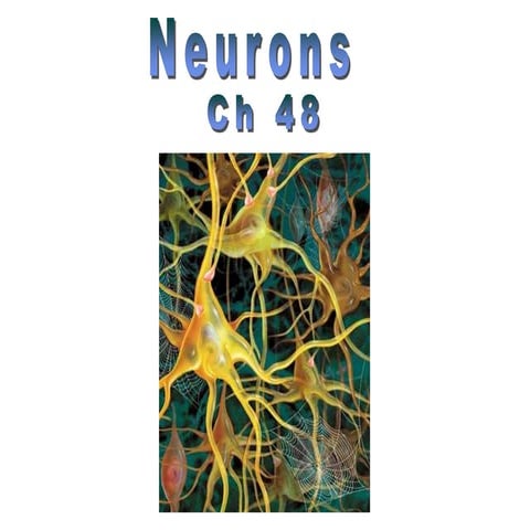structure and function of Neurons (1).ppt