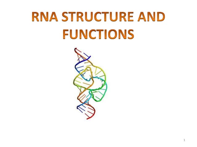 Secondary and tertiary structure of RNA | PPTX
