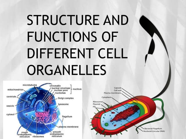Cell and cell organelles | PPTX