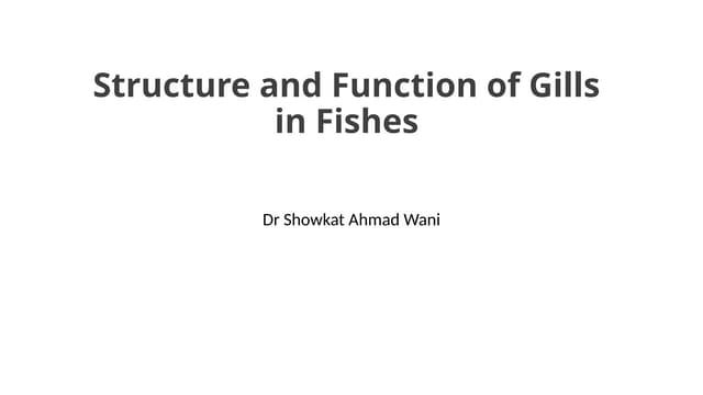 Prawn respiratory system,Types of gills,structure of gill plates ...