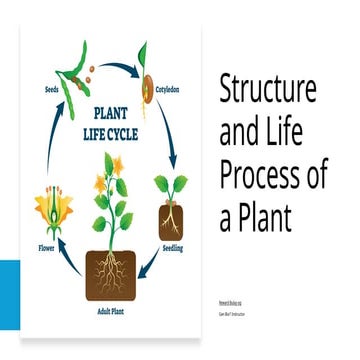 Structure and Life Process of a Plant.pptx