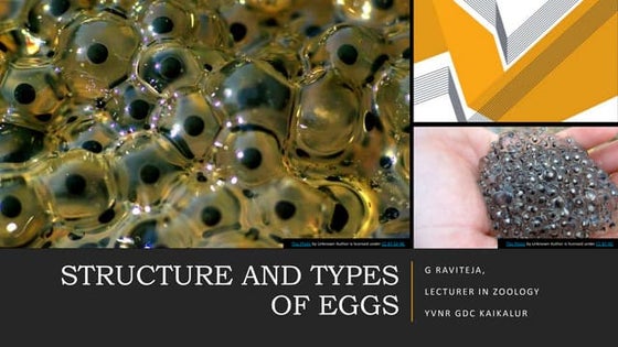 Types of eggs | PPT