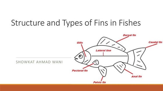 FINS IN FISHES ZOOLOGY.pptx