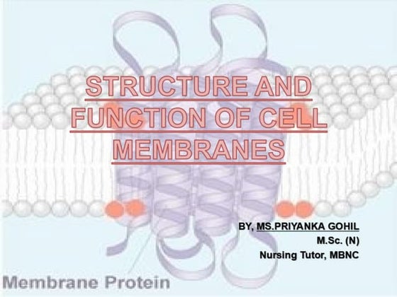 Cell wall structure and function | PPT