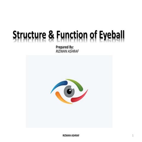 Structure and Function of the Eye | PPT