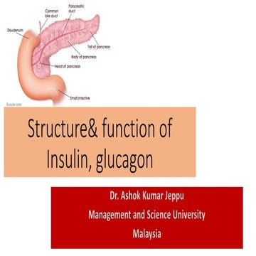 Structure& function of insulin,glucagon By Dr. Ashok KUmar Jeppu | PDF