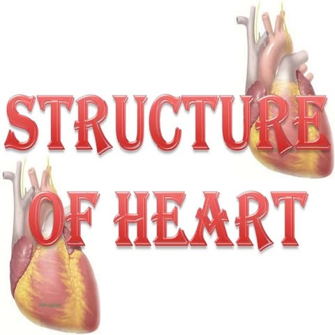 Structure Of A Heart | PPTX