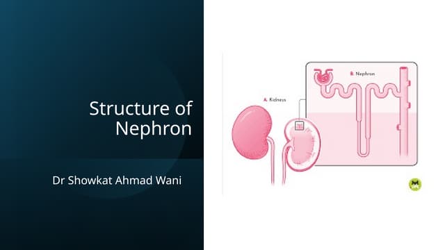 Anatomy of Nephron | PPTX