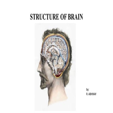 STRUCTURE OF BRAIN.pptx indetail structure of b | PPT