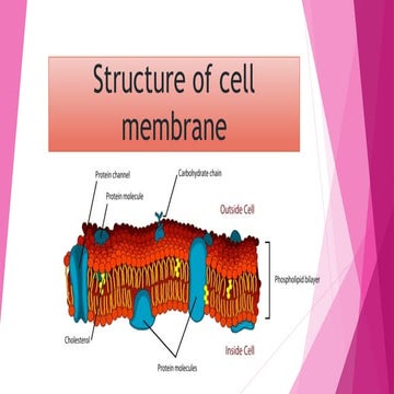 Structure of cell membrane | PPT