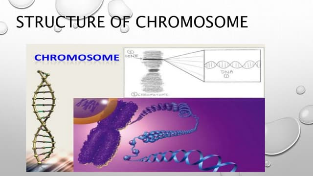 Chromosome Structure & Function | PPTX