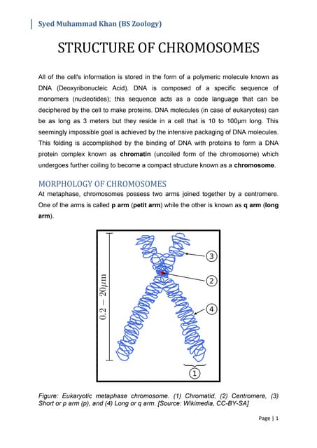 STRUCTURE AND ORGANIZATION OF CHROMATIN | DOC