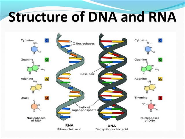 DNA vs RNA and Comparison.pptx | Biological Sciences | Science