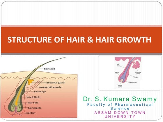 Anatomy of hair and hair cycle | PPTX | Hair Care | Beauty