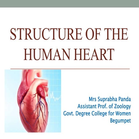 Structure of human heart | PPTX | Heart and Cardiovascular Diseases ...