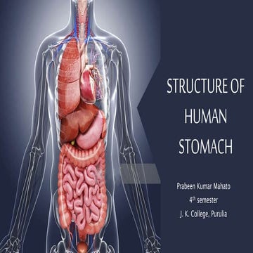 Anatomy of stomach | PPTX