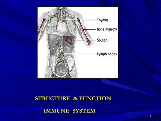 Cells and tissues of the immune system | PPTX