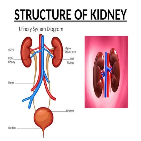 Anatomy of kidney (Animals) | PPTX