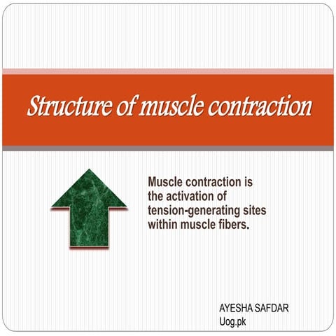 Structure of muscle contraction | PPTX