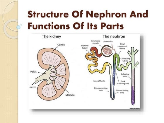 Parts, structure and functions of nephron | PDF