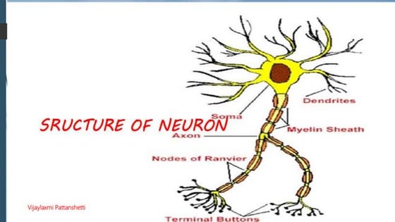 Structure of a neuron | PDF
