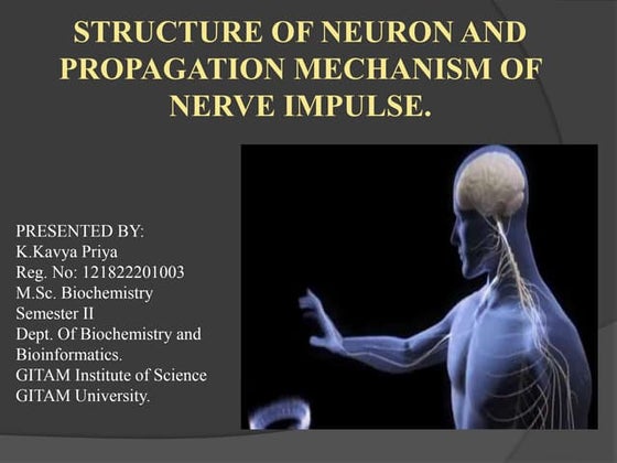 Neuron | PPT | Operating Systems | Computer Software and Applications