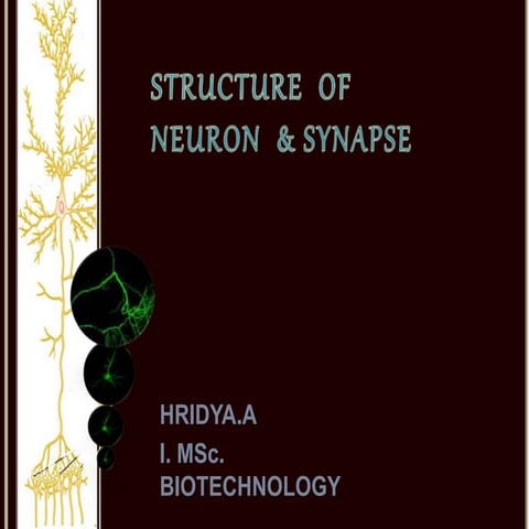 Structure of neuron & synapse | PPTX