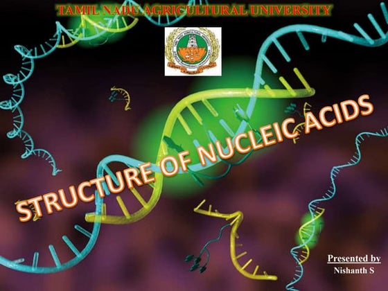 Nucleic acids | PPT