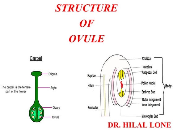Synergids And Its Functions Reproductive Biology Of Angiosperms Ppt