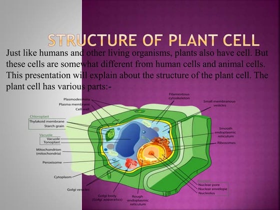 plant cells | PPT