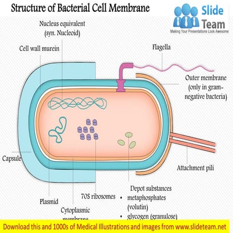 A typical animal cell (as seen in an electron microscope) Medical ...