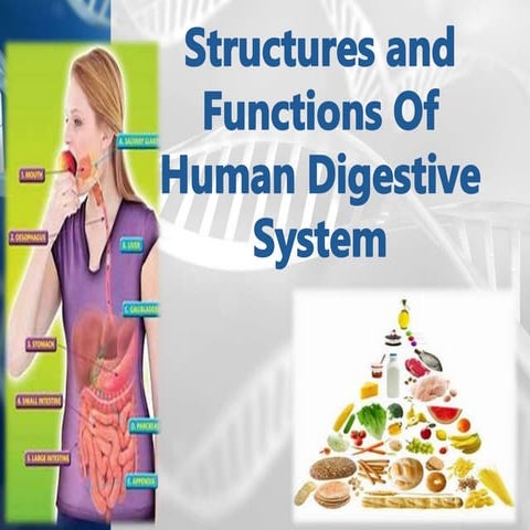 Structures and functions of human digestive system | PPTX