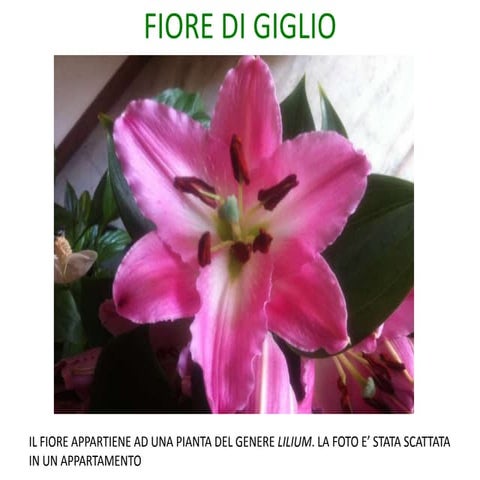 Struttura fiore | PPTX