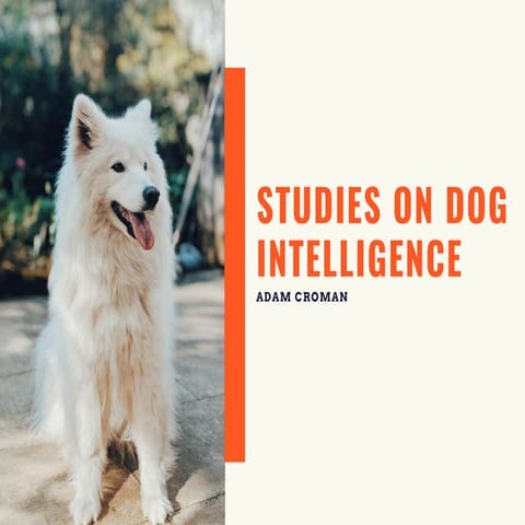 Studies on Dog Intelligence | PPT