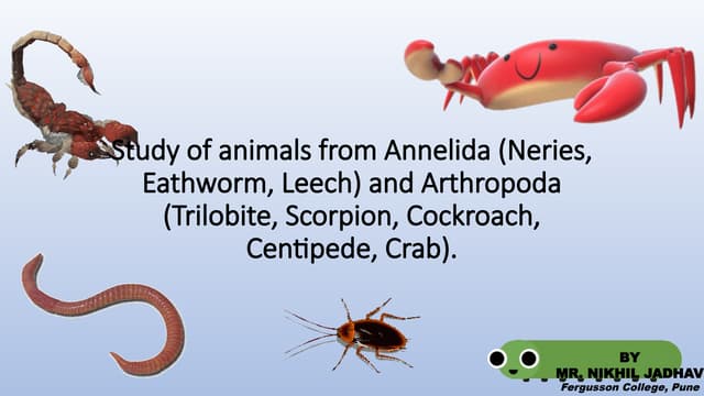 Annelida- General Characters and classification | PPTX